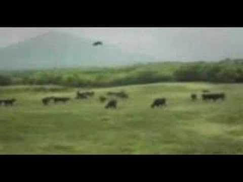 abduccion de vaca - YouTube