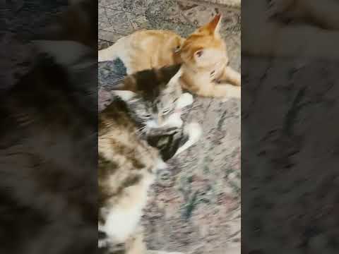 Cute Little Cats Hanging out with each other - YouTube