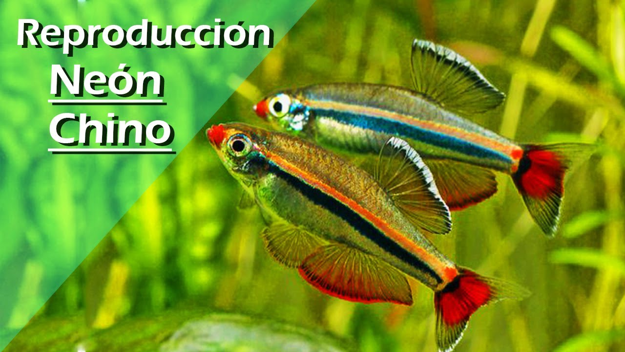 93.- 🈵🈯️ Reproduccion del Pez NEON CHINO en Acuario (CON EXITO) - YouTube