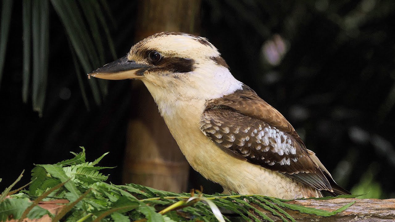 Australian Birds, Laughing Kookaburra, in the myths of history - YouTube