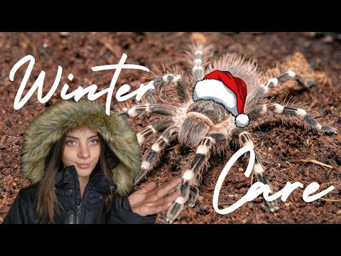 Winter Tarantula Care, EVERYTHING You Need to Know! - YouTube