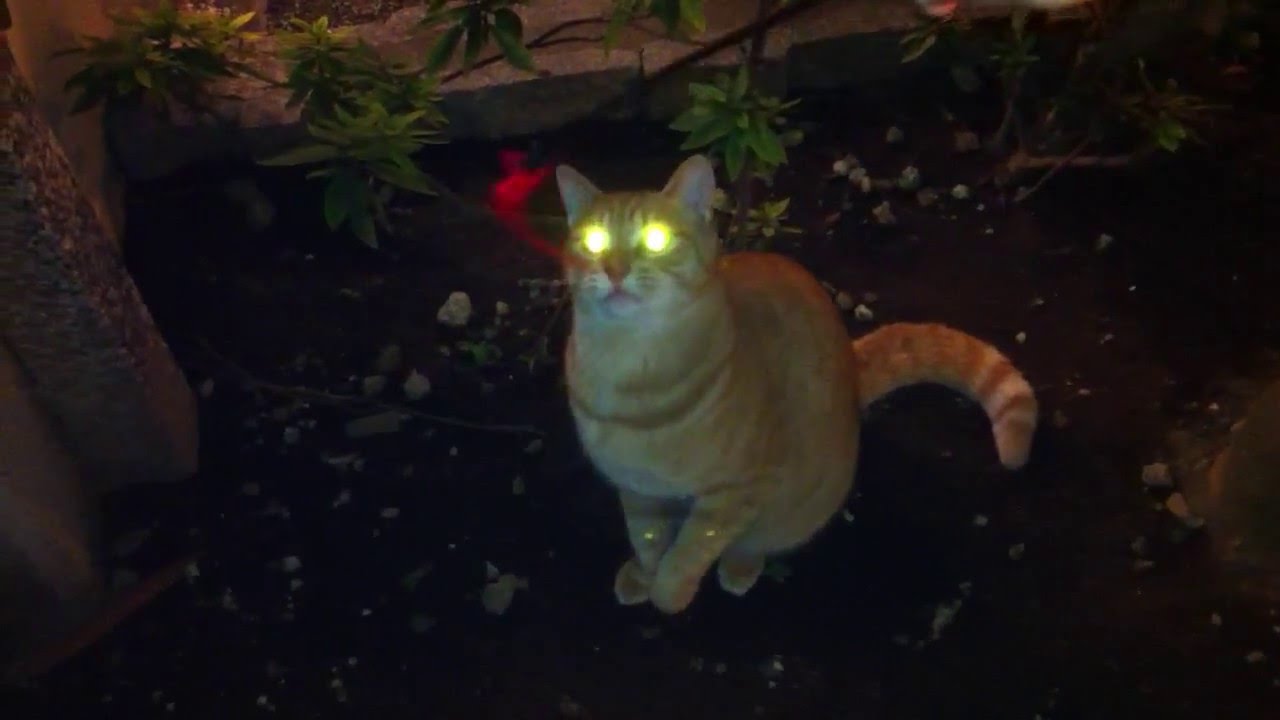 Satan cat from hell/ gato satanico del infierno - YouTube