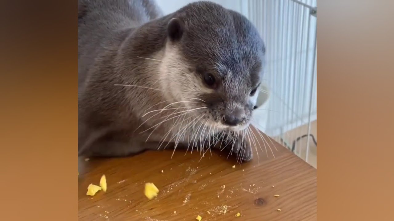 Otter Melonpan~I don't feel like to eat today,so let me play with my ...