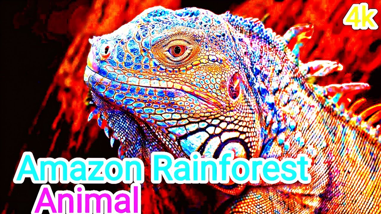 The Hidden Beauty of Amazon Rainforest Animals - YouTube
