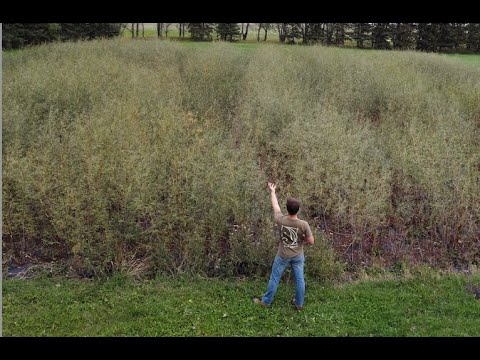 Willow Live Stake Harvesting Timelapse - YouTube