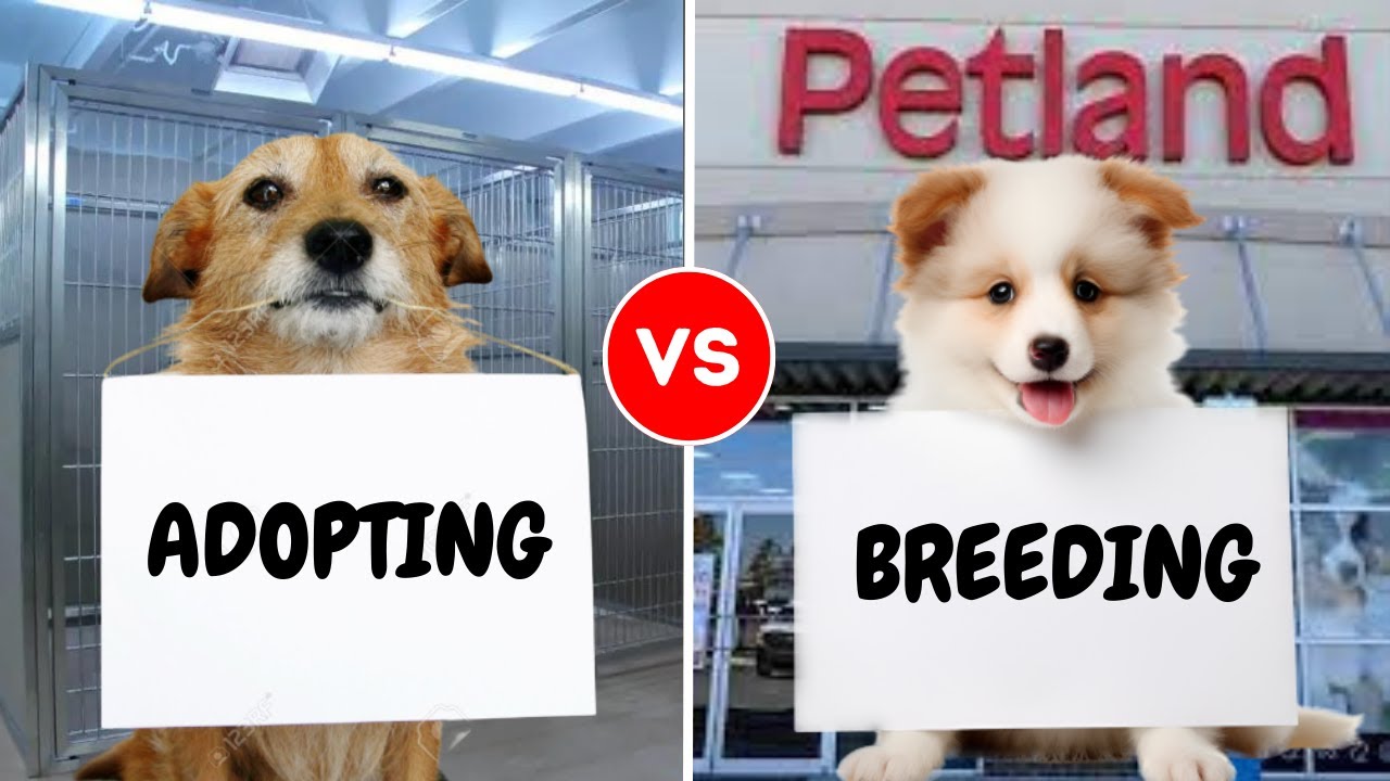 Pet Adoption vs Breeding: Which Is Right For You? | Pet Insider - YouTube
