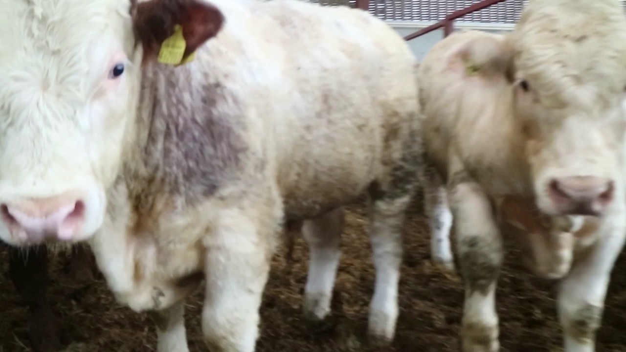 Easy calving in Scottish suckler herd - YouTube