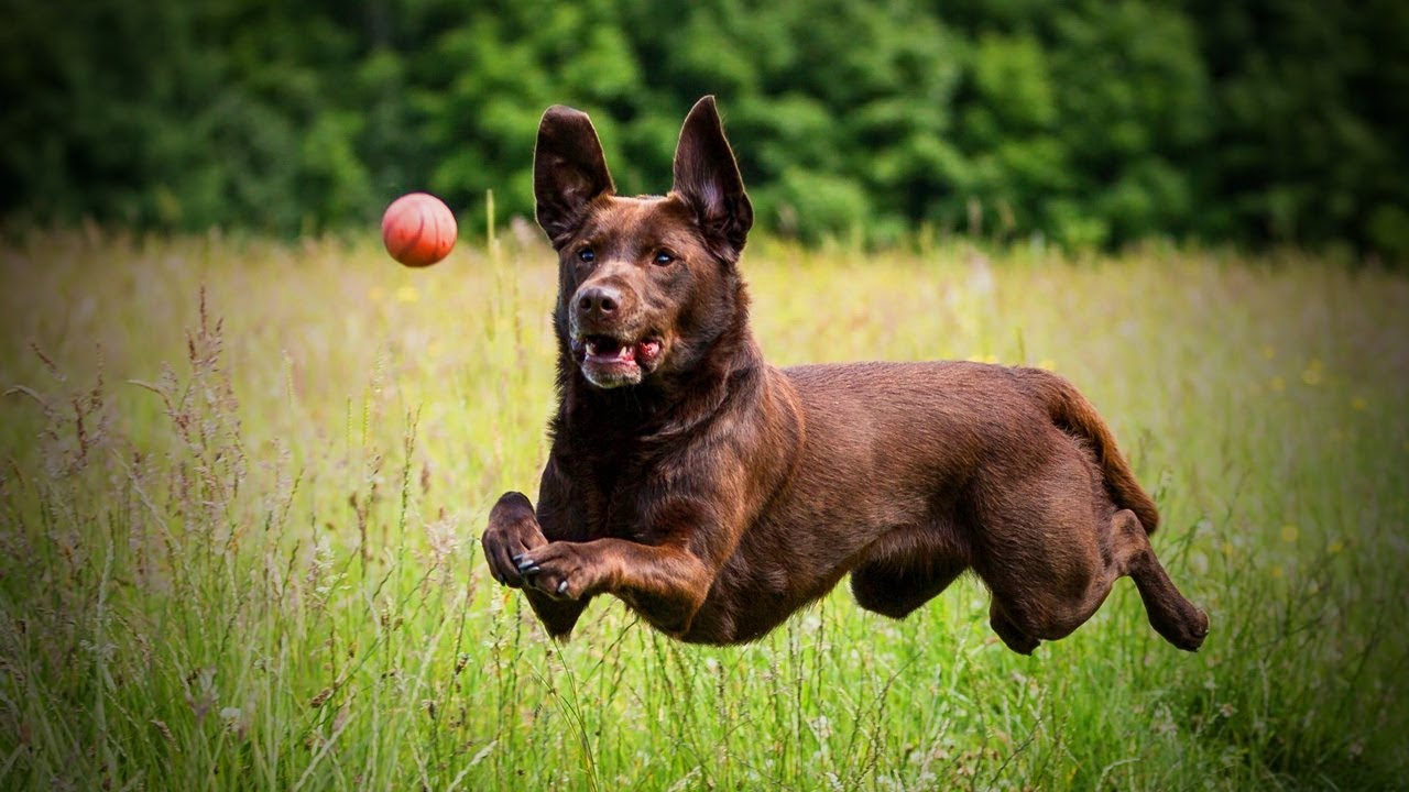 Funny Dogs Jumping 😂🐕 Funny Pets Playing (Part 1) [Epic Life] - YouTube