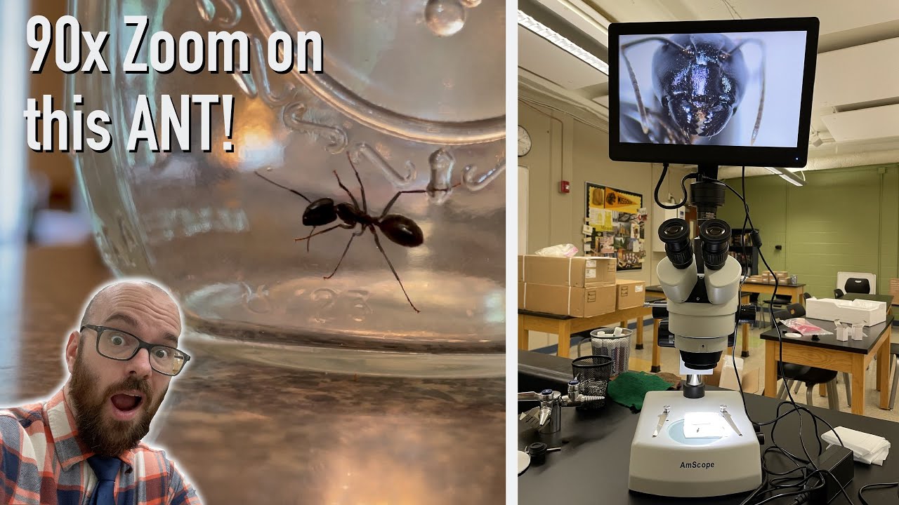 Zooming way in on this ant! | Stereo Microscope - YouTube