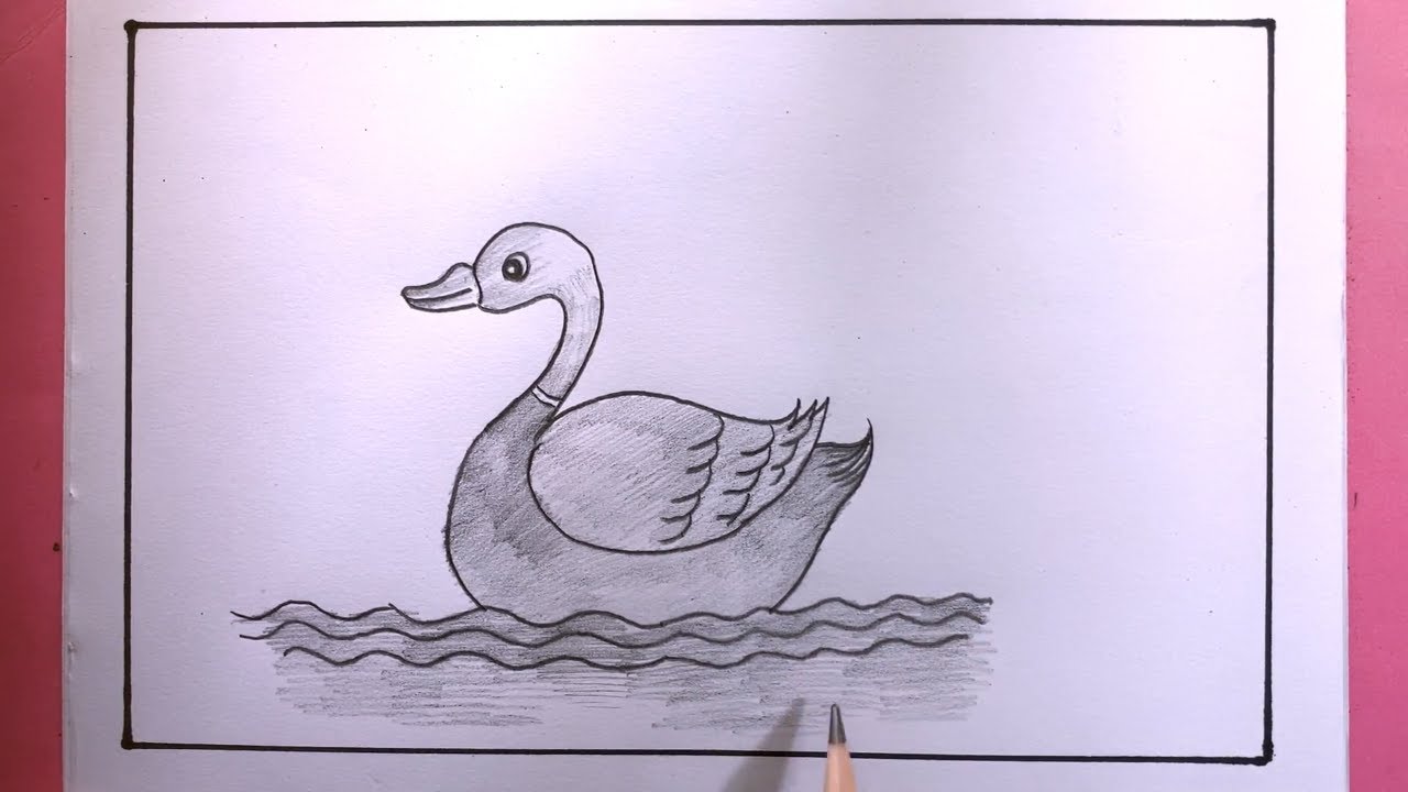 Duck Drawings
