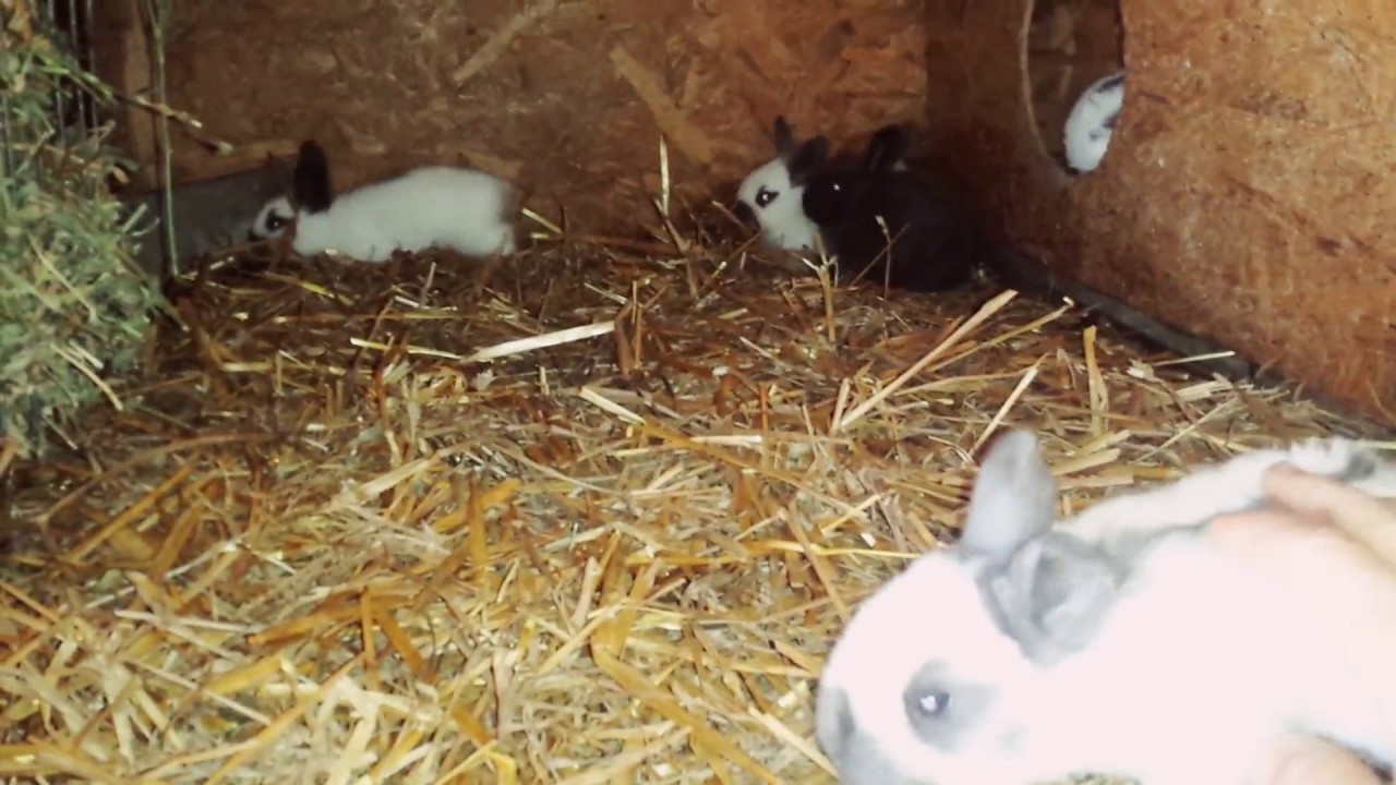 Puiuti Pestrit German alb-albastru - YouTube