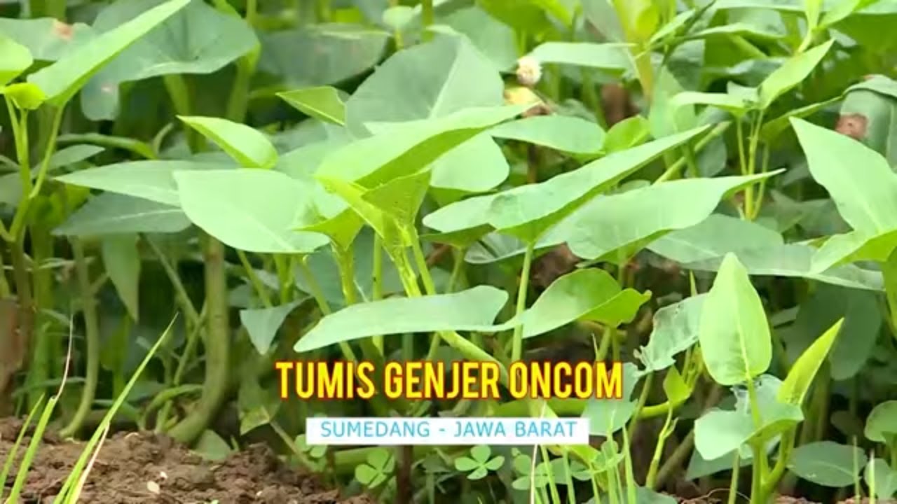 Tumis Genjer Oncom Khas Sumedang | JEJAK ANAK NEGERI - YouTube