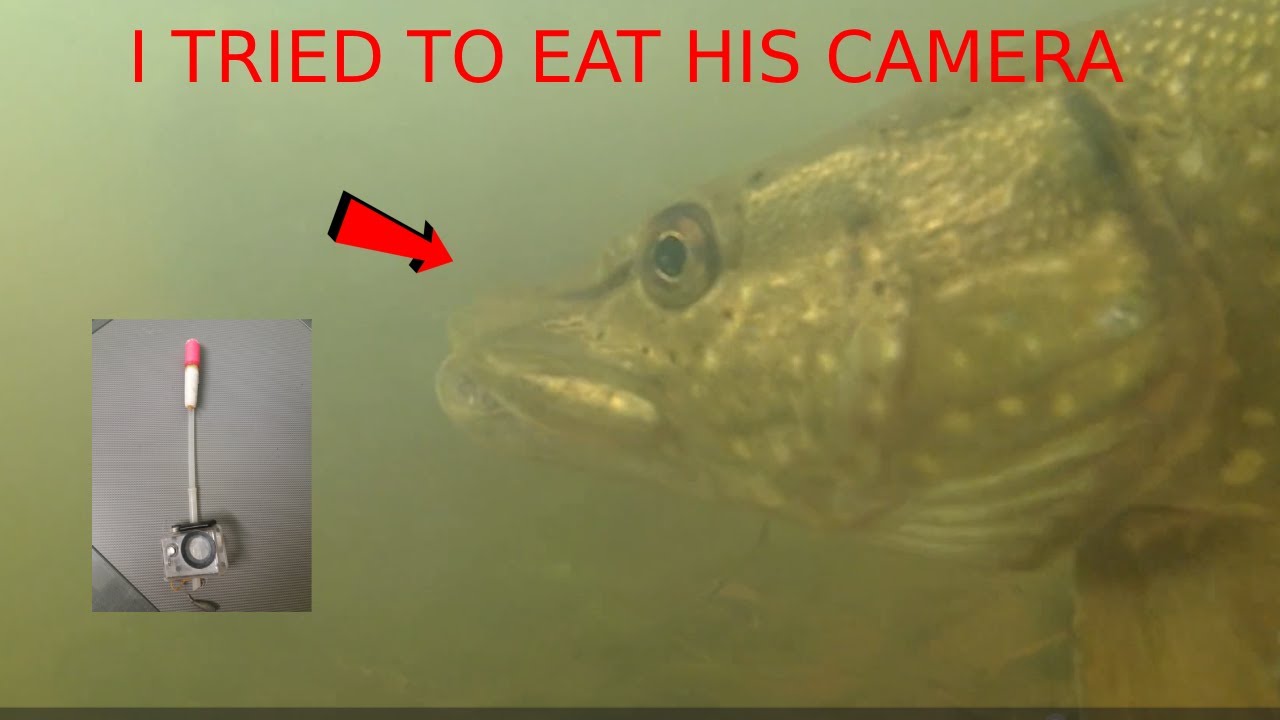 UNEXPECTED MUST WATCH INSANE pike caught on CAMERA pike attack # ...
