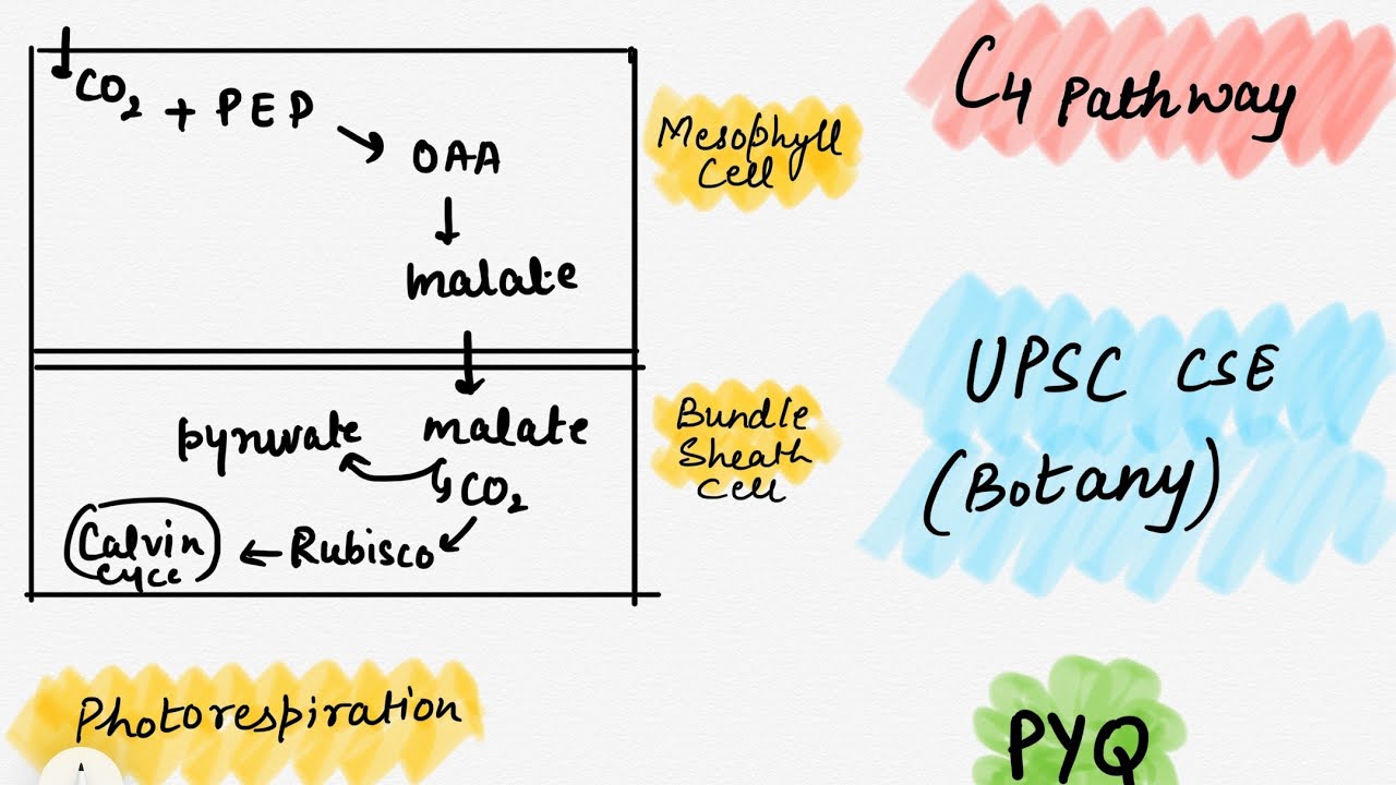 UPSC CSE Botany |C4 pathway | Hatch - Slack pathway| (UPSC-BOTANY ...