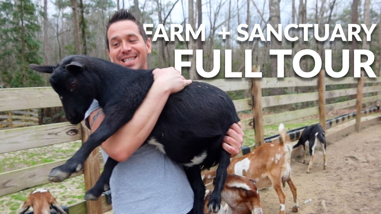 FULL FARM AND SANCTUARY TOUR - YouTube