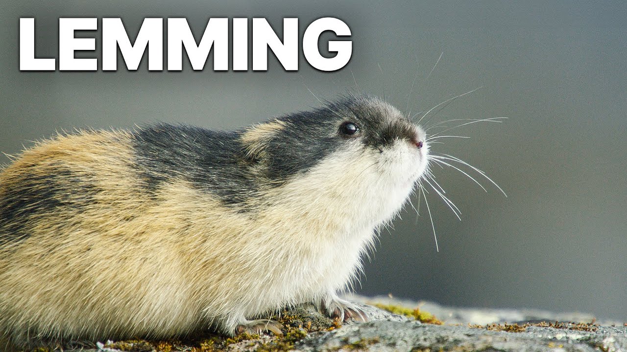 Qu Comen Los Lemmings Cuanto Viven Los Animales Los Renos De Verdad