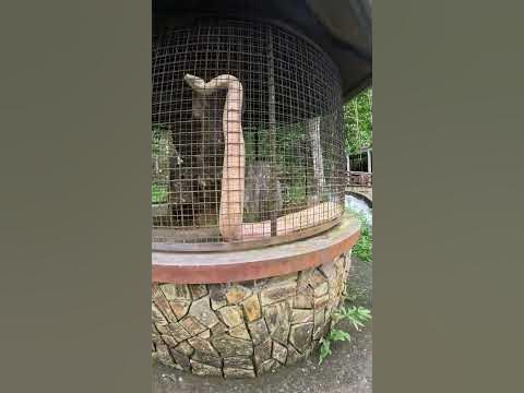 Albino Burmese Python Billy 19Ft #infinityfarm #orientalmindoro # ...