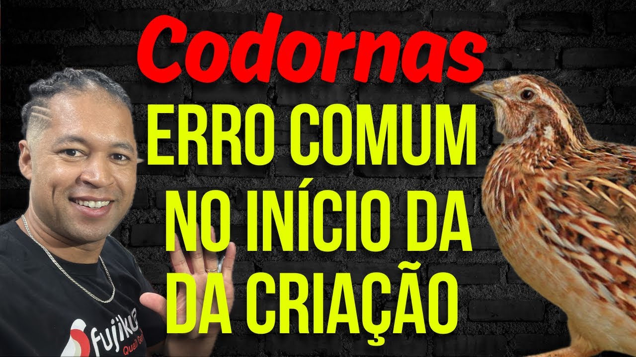 Início de criação de codornas poedeiras - YouTube