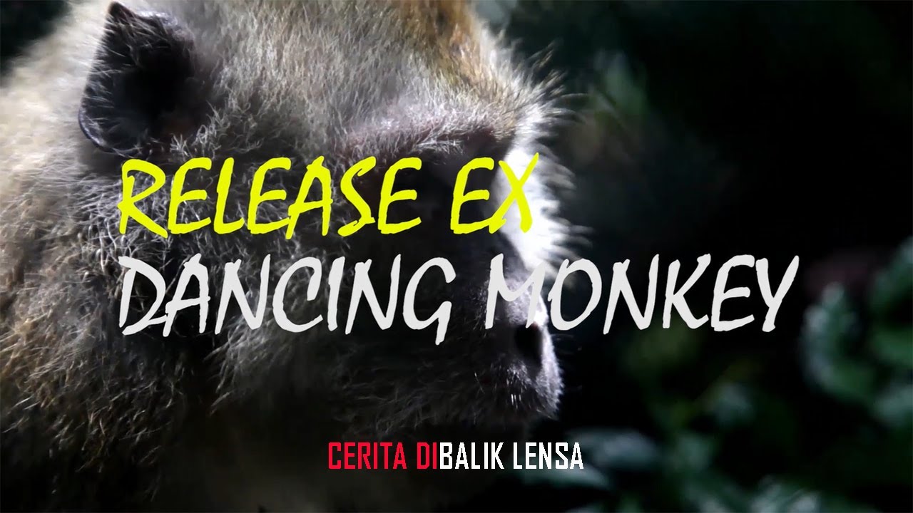 Film Dokumenter I Release Ex Dancing Monkeys - YouTube
