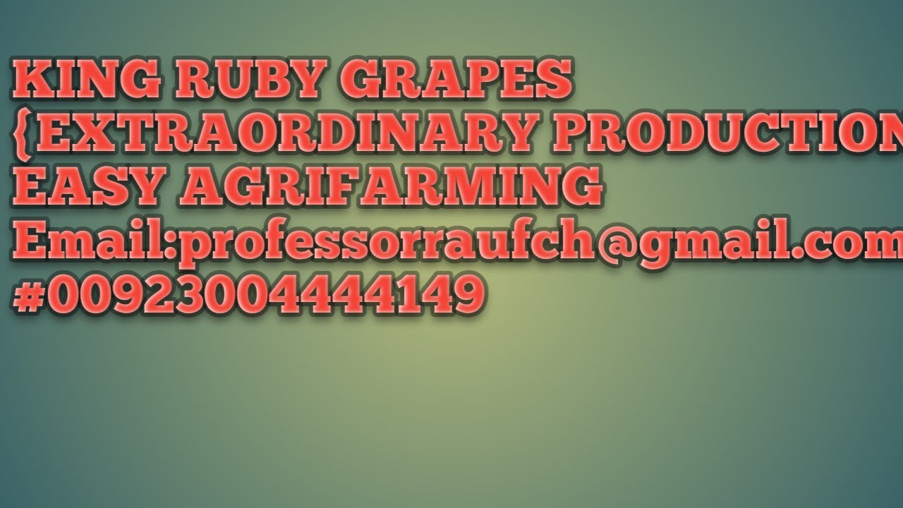 KING RUBY GRAPES PLANT{EXTRA ORDINARY PRODUCTION - YouTube