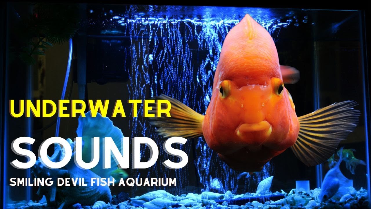 Red Parrot Fish Smiling