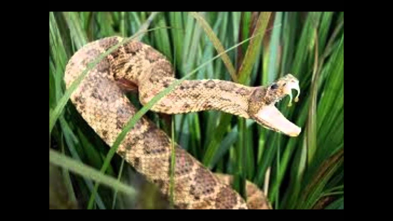 snakes - YouTube