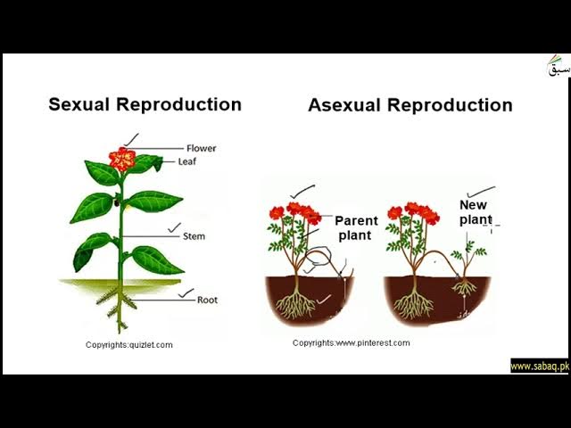 Images Of Reproduction In Plants