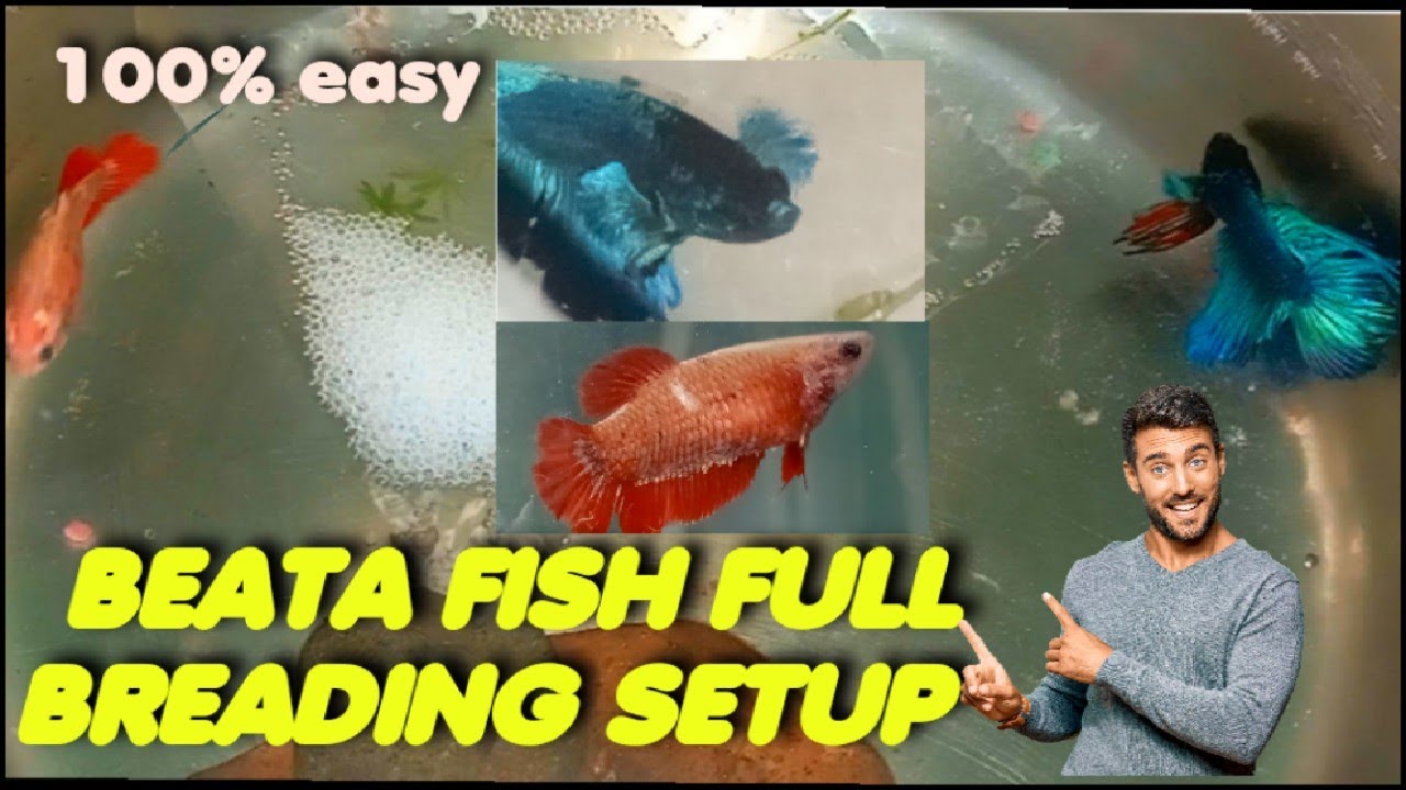 betta fish breeding setup easy method - YouTube
