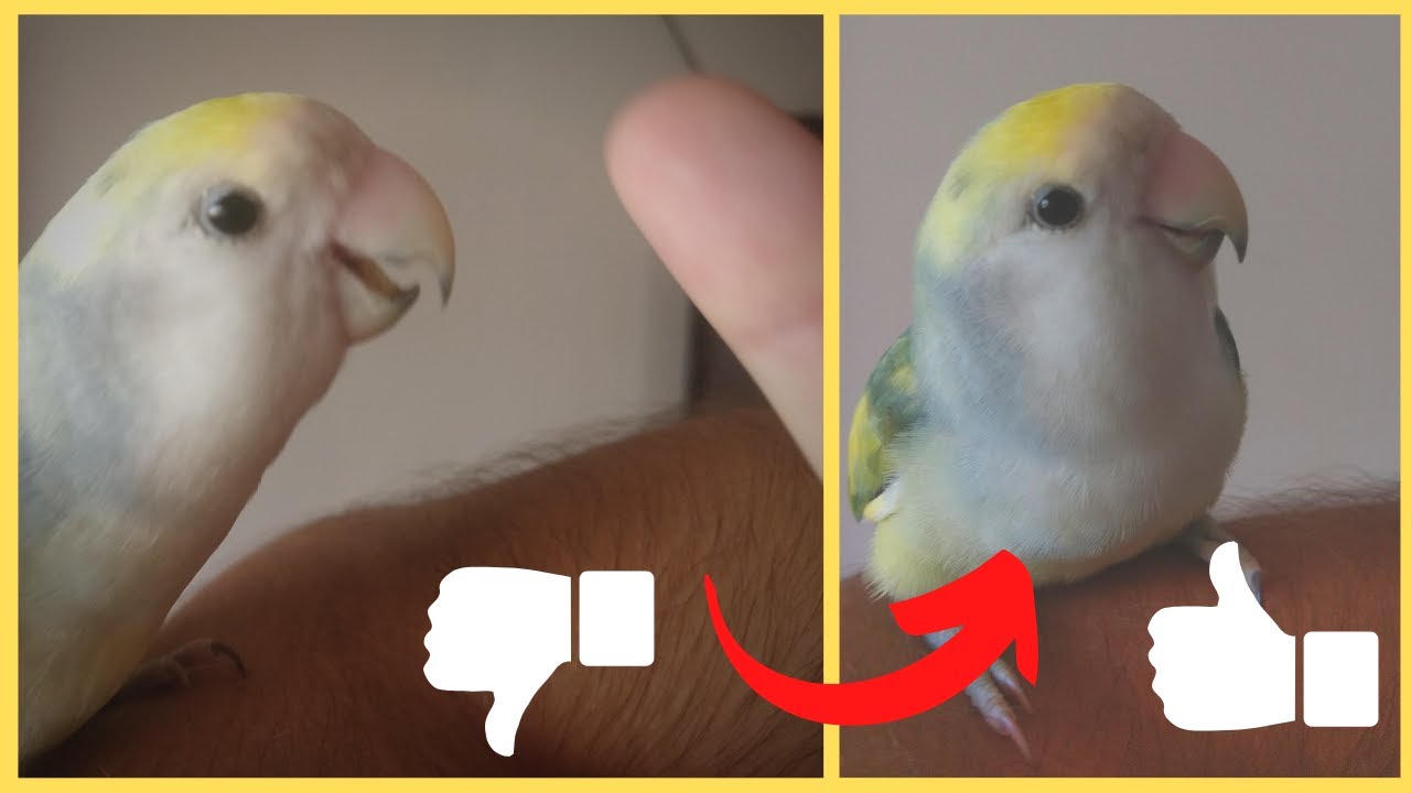 COMO PEGAR O AGAPONES NA MÃO SEM LEVAR BICADA I BICADAS DE AGAPORNIS ...