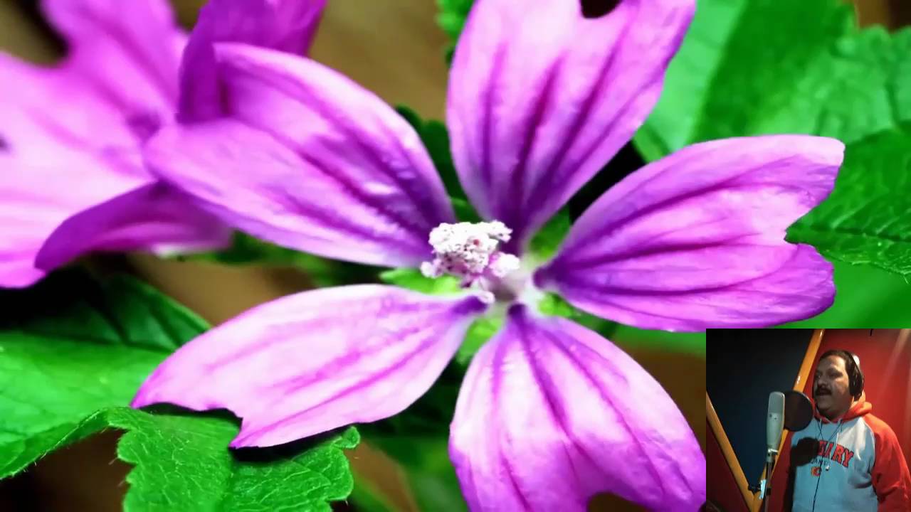 BAHUBALI Whistle Song with Blooming Flowers -By Murty Akula - YouTube