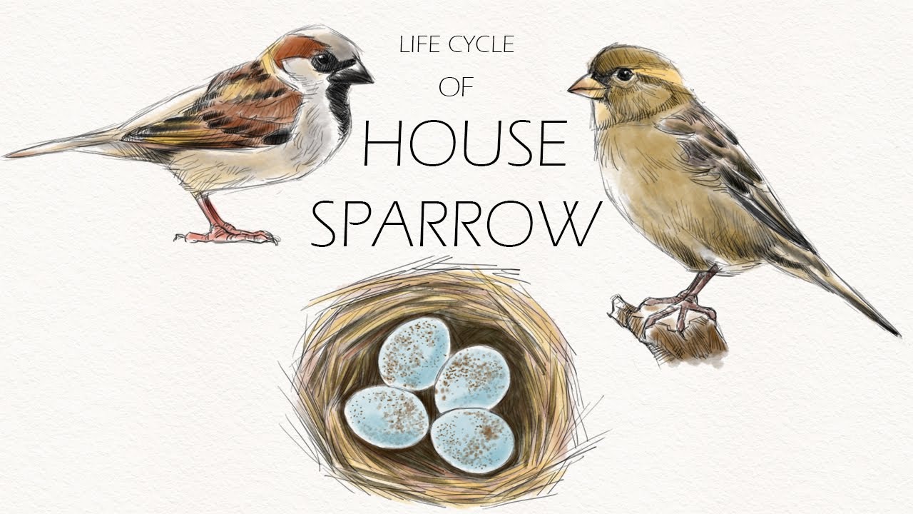 LIFE CYCLE OF HOUSE SPARROW " House sparrow drawing tutorial " House ...