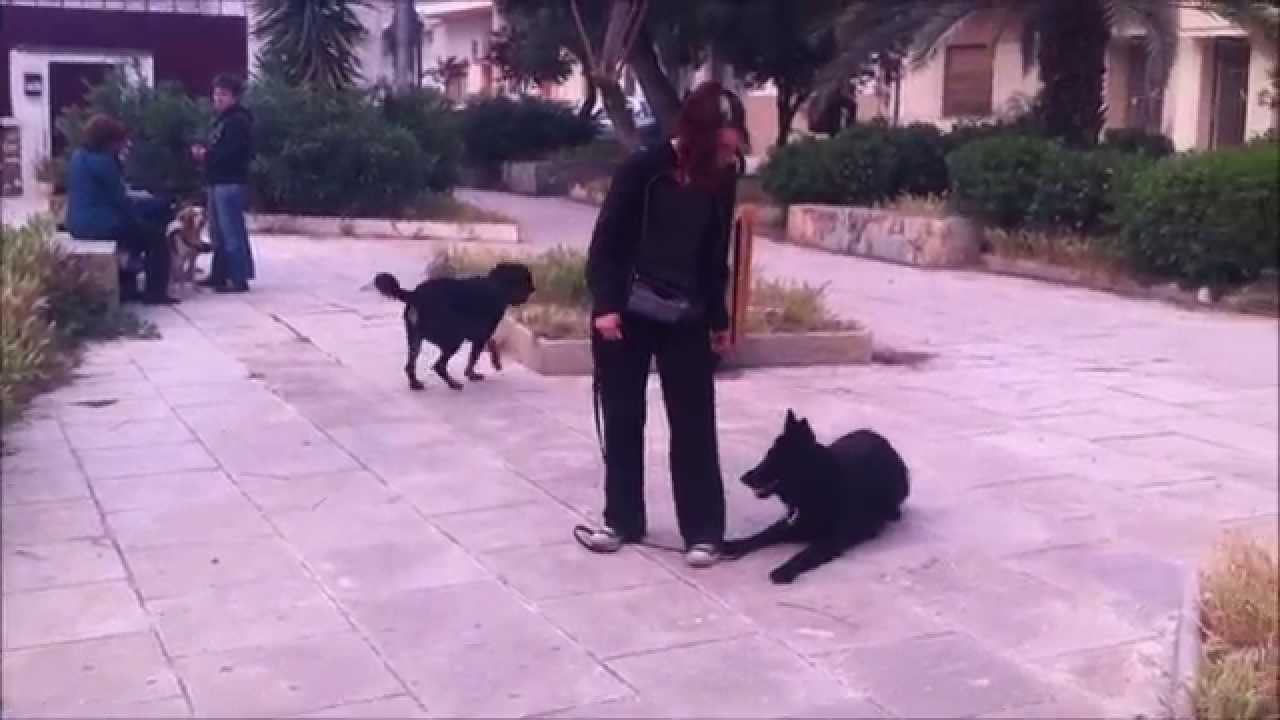 ΕΚΠΑΙΔΕΥΣΗ ΣΚΥΛΟΥ. ΑΣΚΗΣΕΙΣ ΑΥΤΟΕΛΕΓΧΟΥ ΣΕ ΕΞΩΤΕΡΙΚΟ ΠΕΡΙΒΑΛΛΟΝ ΜΕ ...
