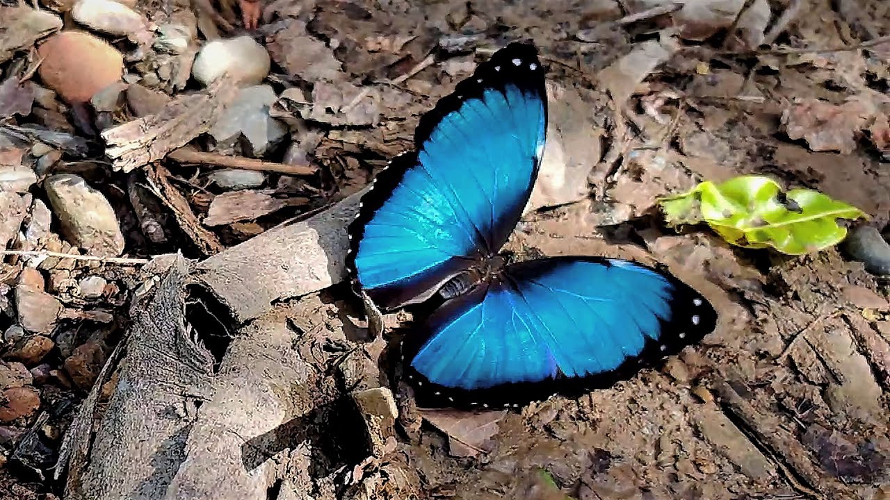 Blue Morpho in slow motion - YouTube