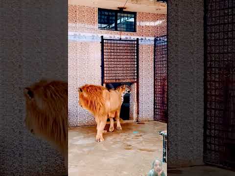 Tagar videos 🐅🐆