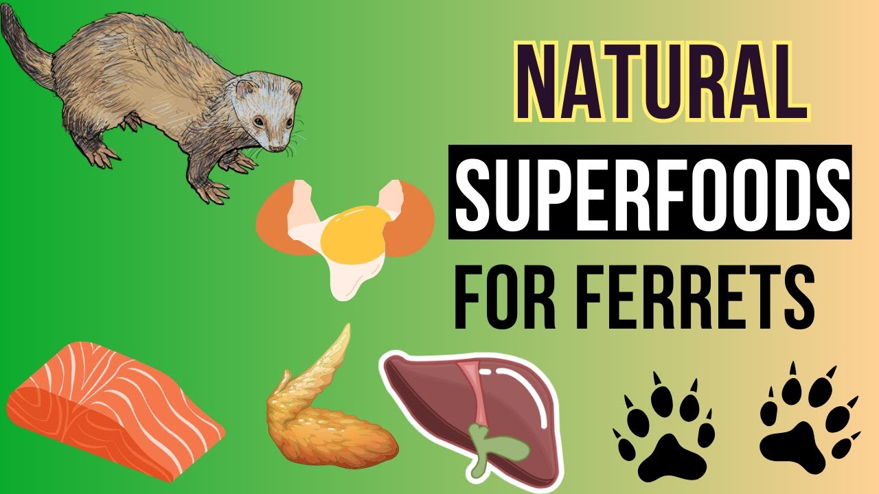 FERRET Food Facts: Exploring Natural and Nutritious Options" [TOP 10 ...