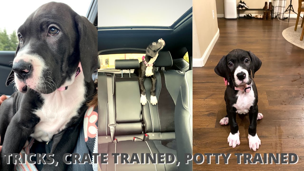 PUPPY UPDATE: First Few Weeks With New Puppy - YouTube