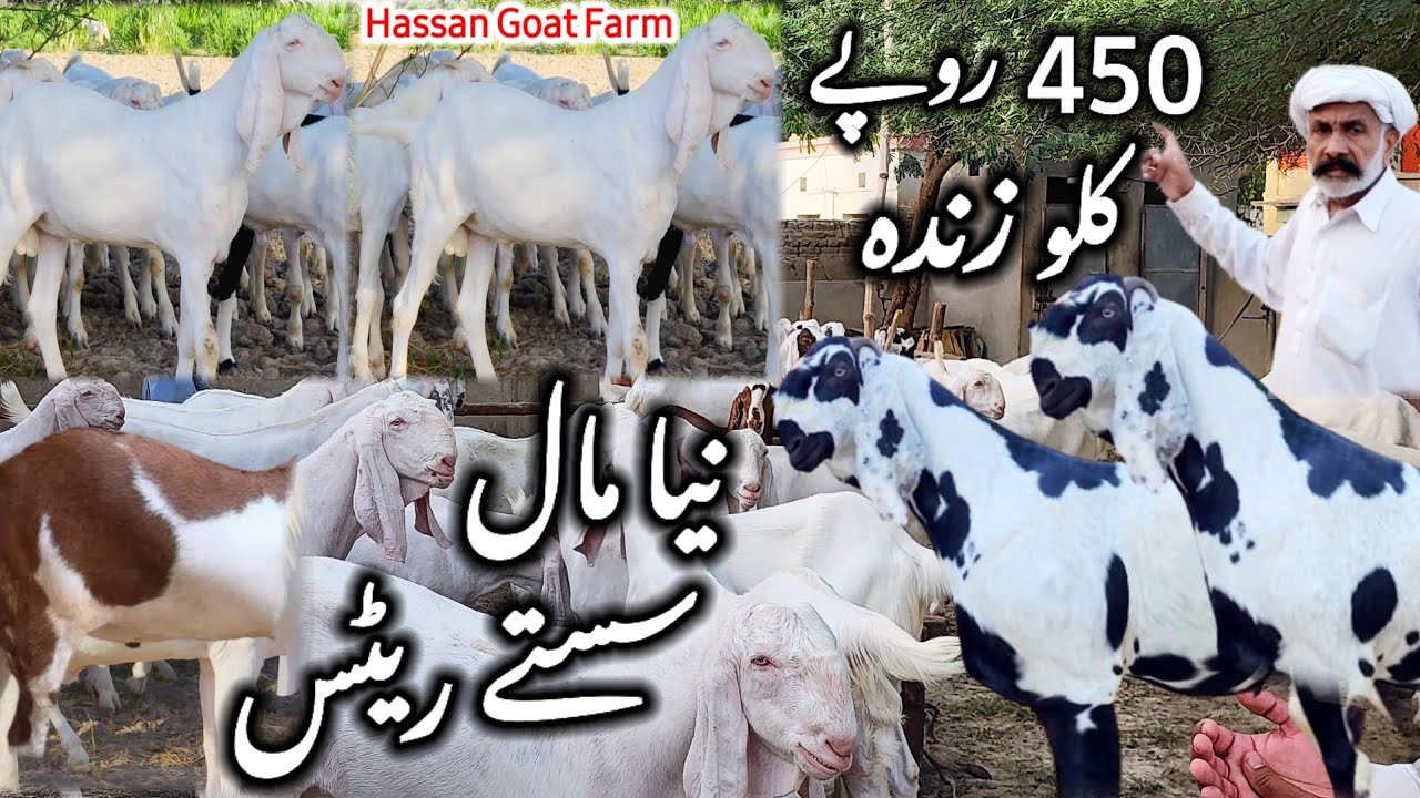 اسپیشل بکرا عید کے سستے ترین بکرے bakra eid 2024 ke Phelwan goat ...