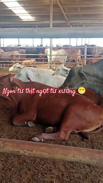 #cow em đố các bác giải thích được hành vi này 😅 - YouTube