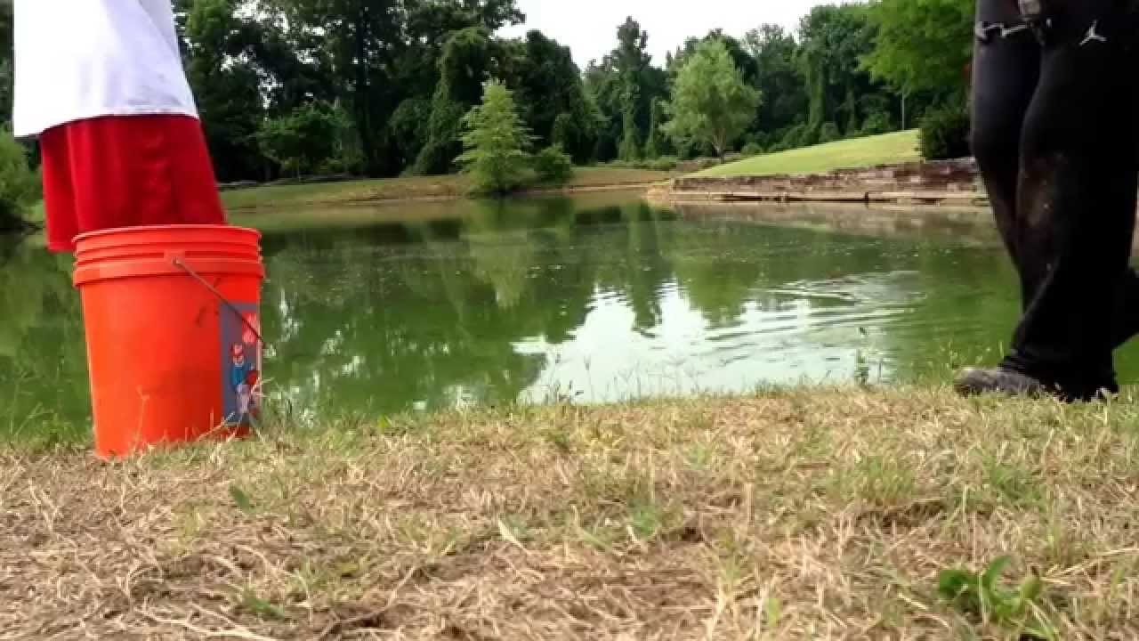 Bait fishing in neighborhood pond - YouTube
