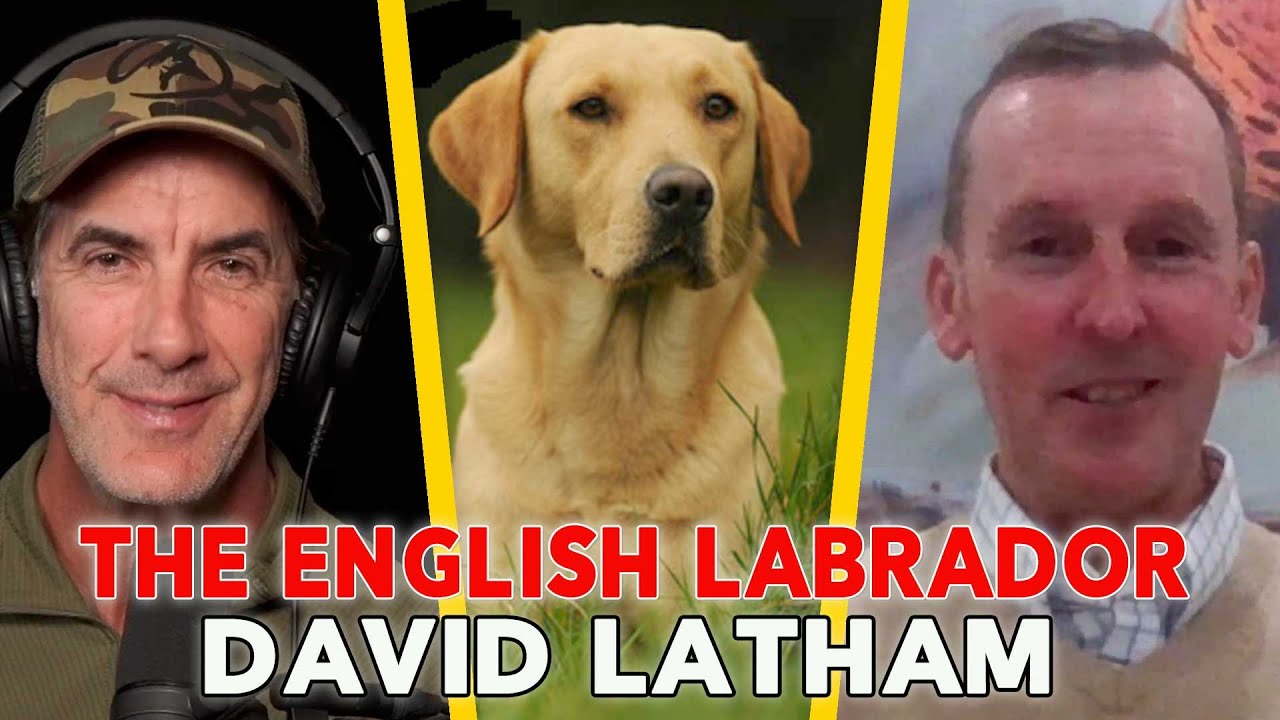 The English Labrador Retriever with David Latham - Episode 126 - YouTube