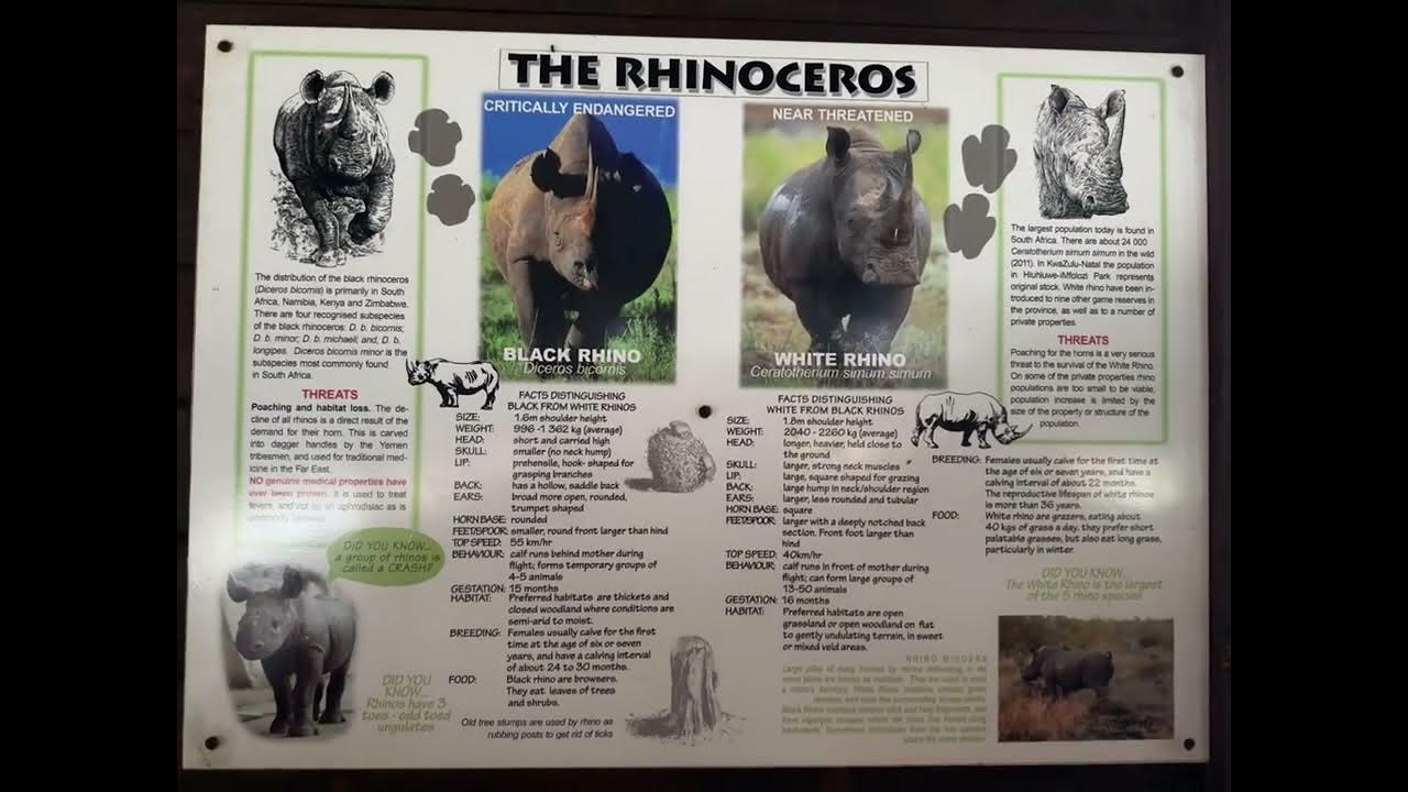GD 1 Black Rhino vs. White Rino - YouTube
