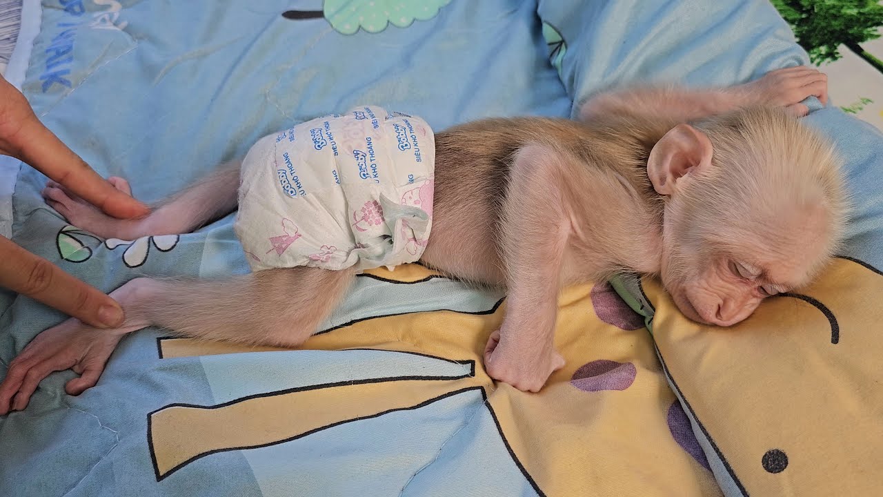 Monkey Su obediently let mom give special massage - YouTube