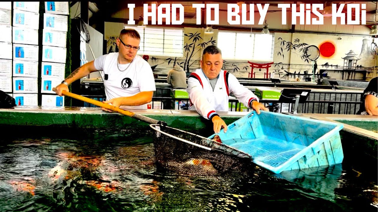 VISIT TO THE KOI SHOP I HAD TO GET THIS KOI!!! - YouTube