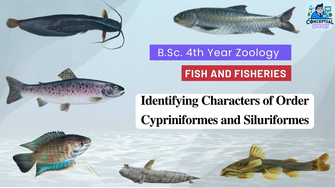 𝐈𝐝𝐞𝐧𝐭𝐢𝐟𝐲𝐢𝐧𝐠 𝐂𝐡𝐚𝐫𝐚𝐜𝐭𝐞𝐫𝐬 𝐨𝐟 𝐎𝐫𝐝𝐞𝐫 𝐂𝐲𝐩𝐫𝐢𝐧𝐢𝐟𝐨𝐫𝐦𝐞𝐬 𝐚𝐧𝐝 𝐒𝐢𝐥𝐮𝐫𝐢𝐟𝐨𝐫𝐦𝐞𝐬 || 𝐁.𝐒𝐜 ...