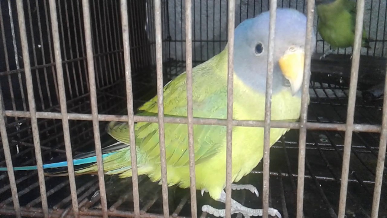 Labu girawa (Alexandrine parakeet) - YouTube