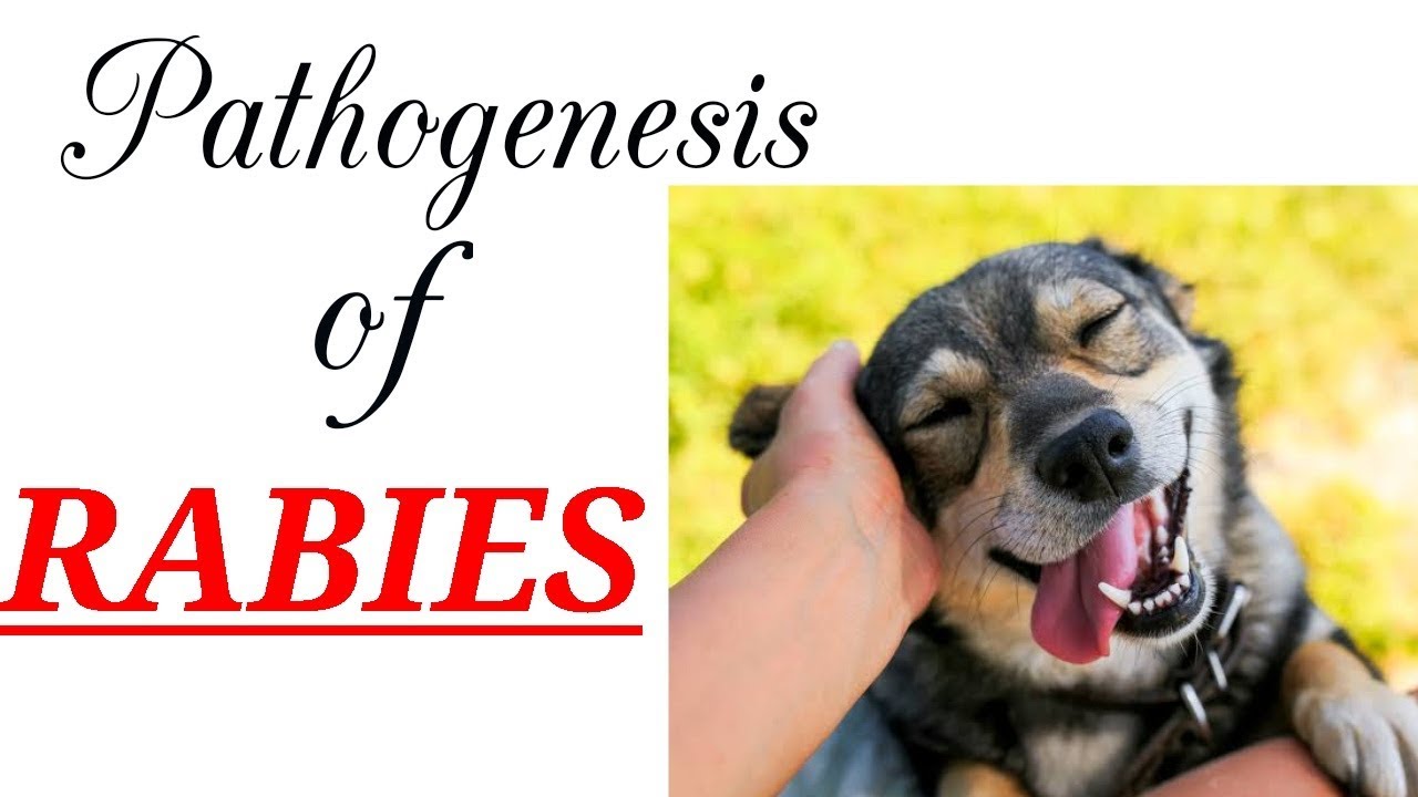 Pathogenesis | RABIES | by flow chart | short | hindi | english | - YouTube