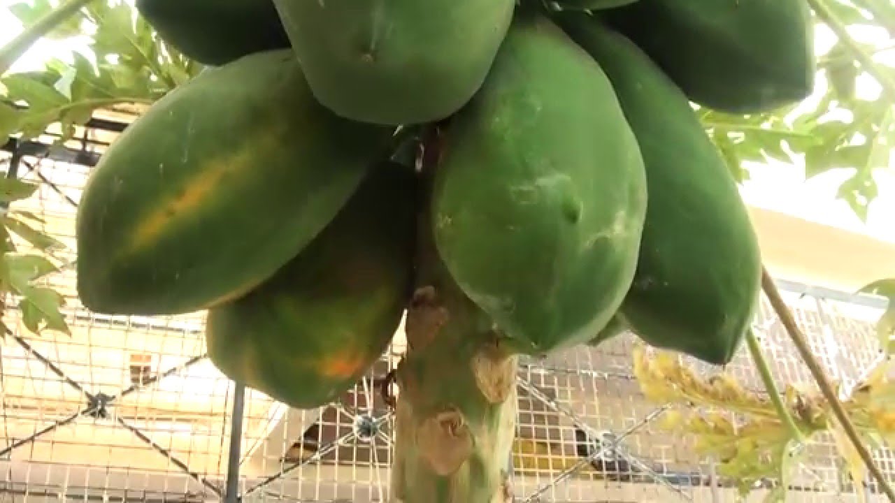 Papaya Tree Medicinal Benefits YouTube papaya-tree-medicinal-benefits-youtube