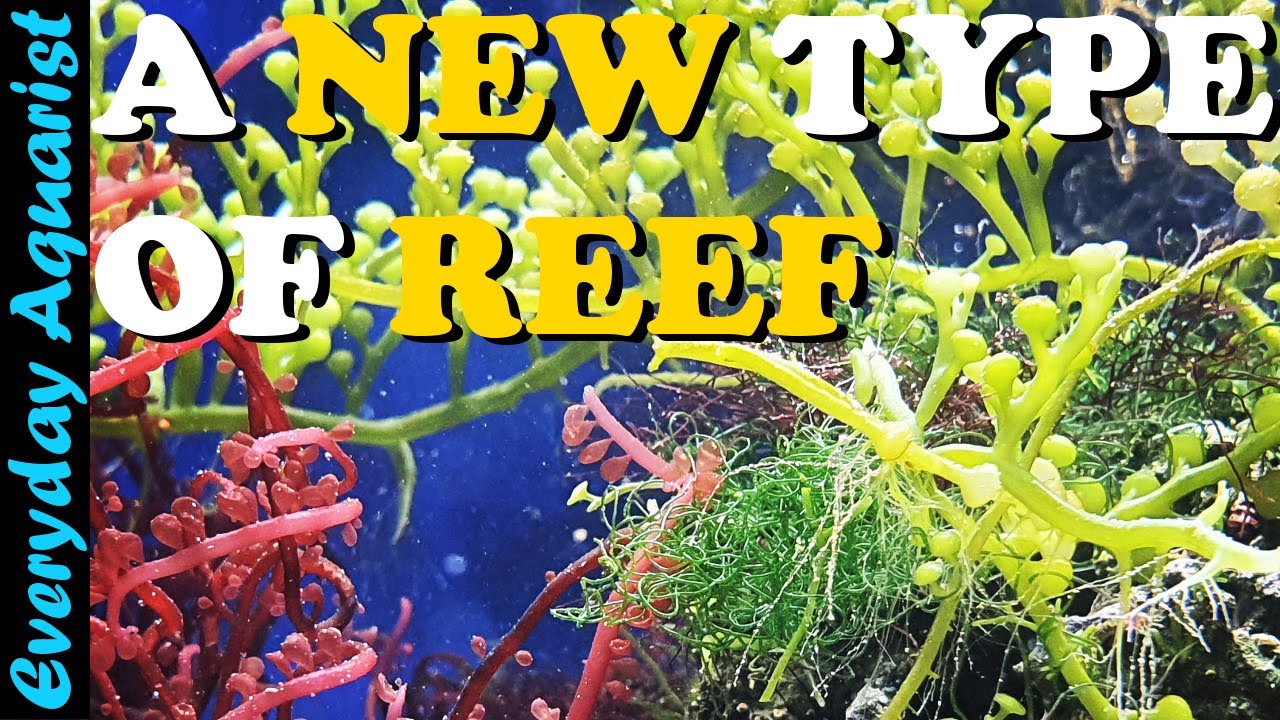 The Joy Of Macroalgae | Why I Keep A Macroalgae Planted Reef Aquarium ...