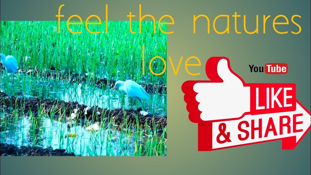 Life with nature ! Our life should be with nature ! - YouTube