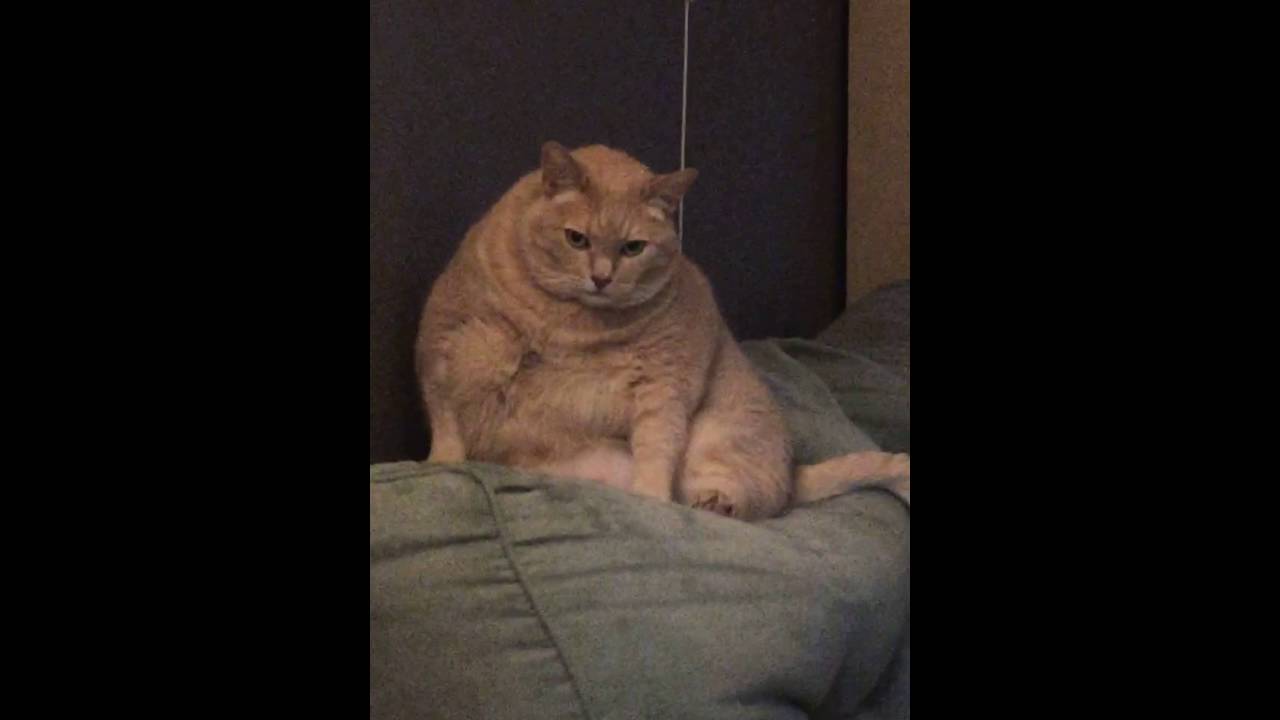 FAT cat on couch ~ The Baron - YouTube